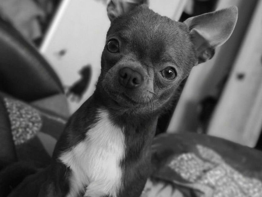 Вязка Чихуахуа