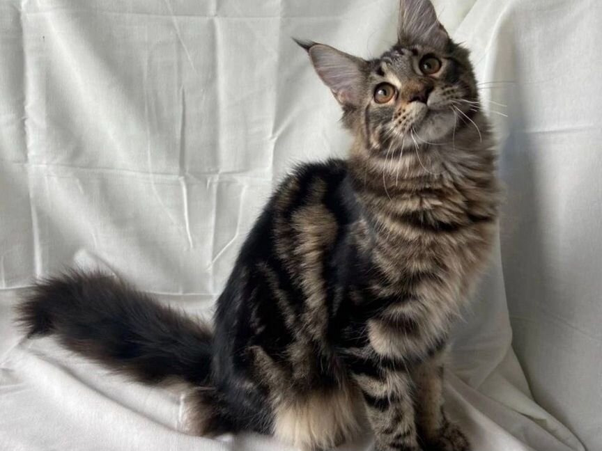 Котята мейн-кун