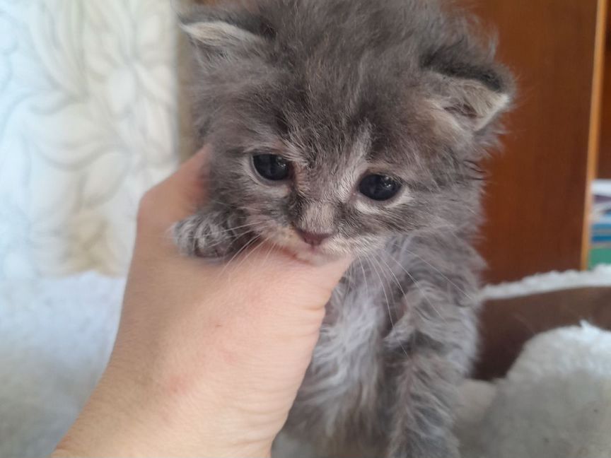 Котята