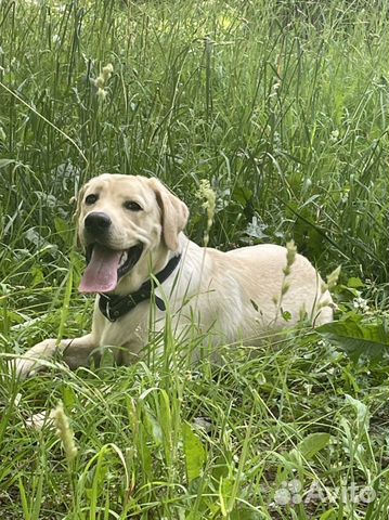 Отдам лабрадора в добрые руки