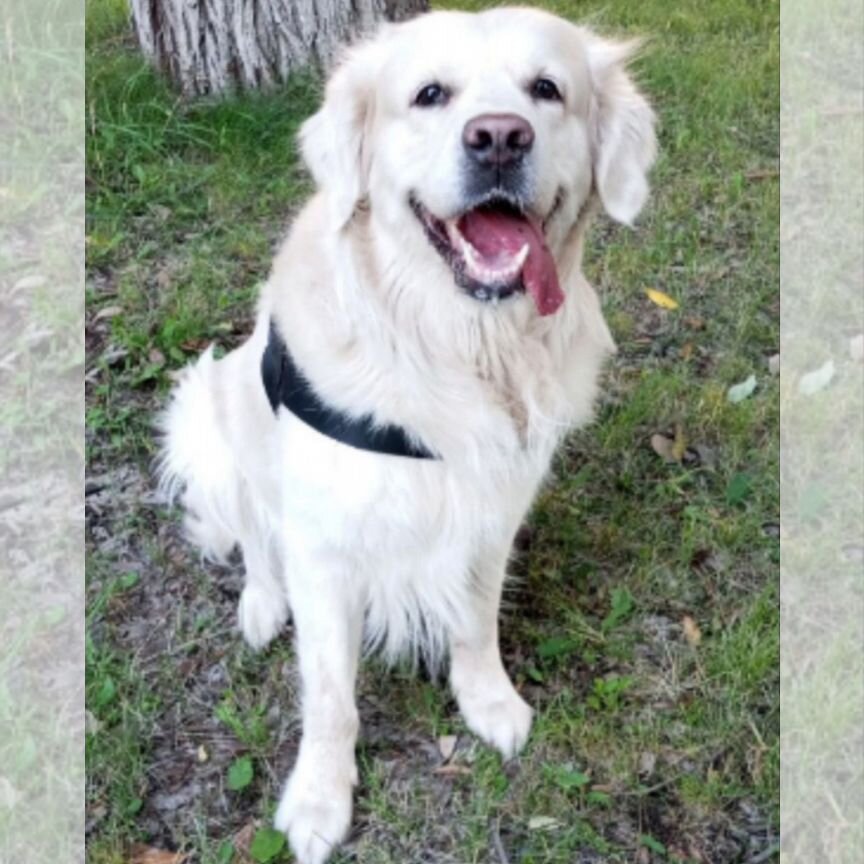 Отдам в добрые руки