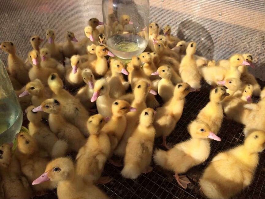 Утята муларды, ск 6