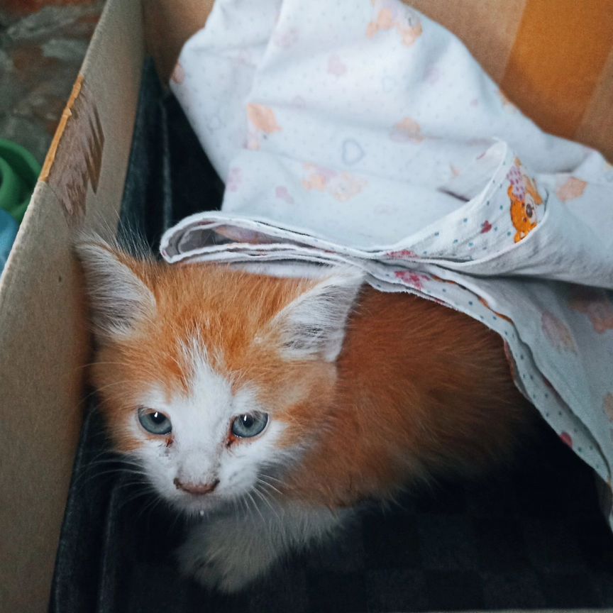 Рыжий котенок