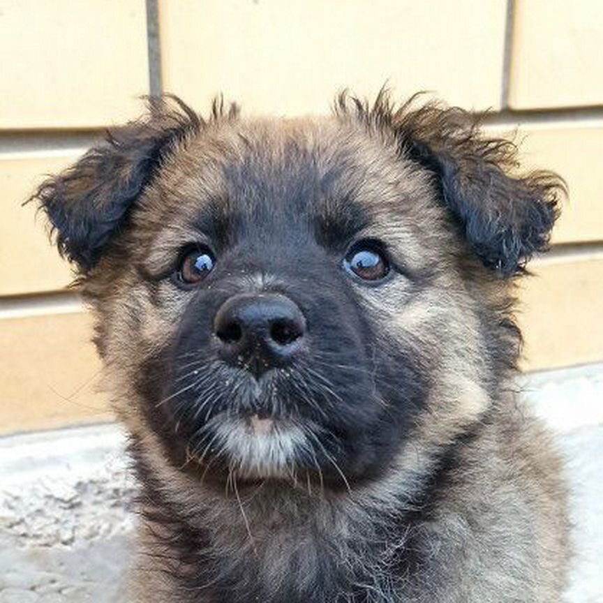 Щенок бесплатно. Мальчик