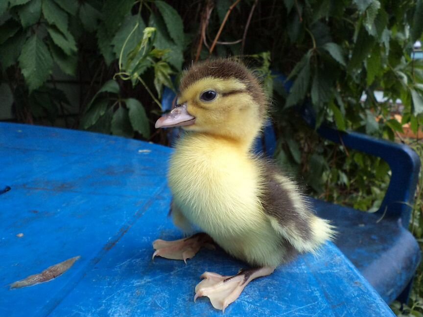 Мускусные утки и селезни, утята Обмен