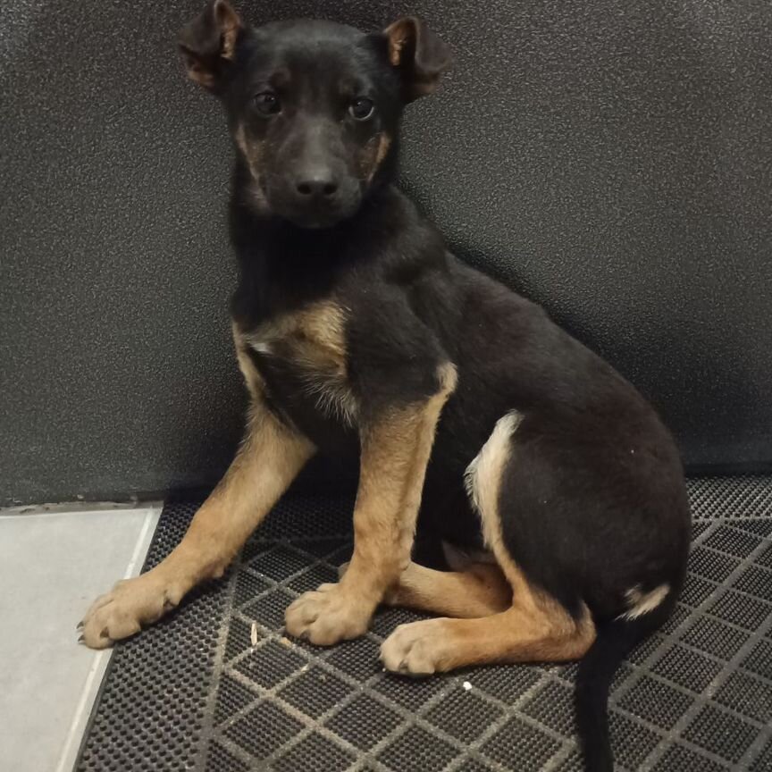 Щенок в добрые руки