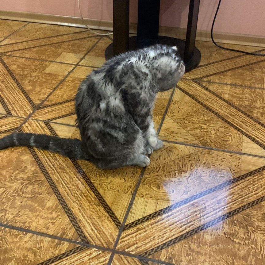 Отдам кота в добрые руки бесплатно