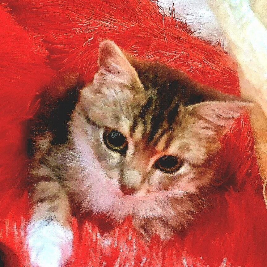 Котенок бобтейл Кузьма в дар