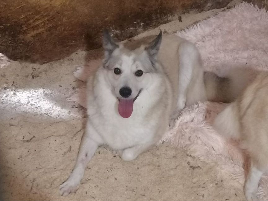 Собаки в добрые руки