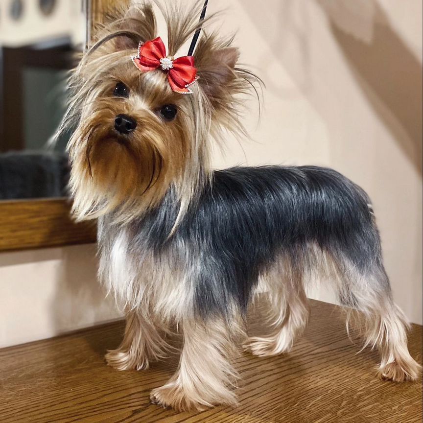 Йоркширский терьер мини