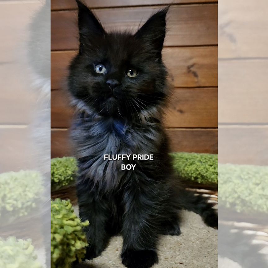 Котята мейн-кун черный мальчик fluffy prid