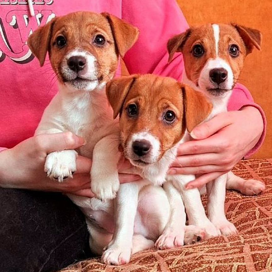 Джек-рассел-терьер, щенок