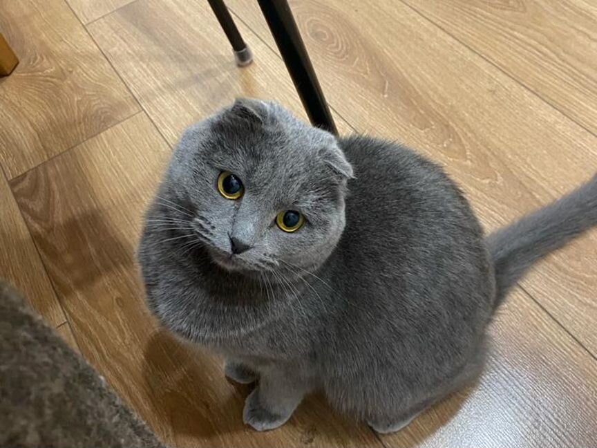 Шотландская вислоухая кошка бесплатно