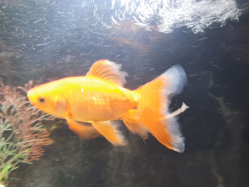 Живая рыба аквариумная