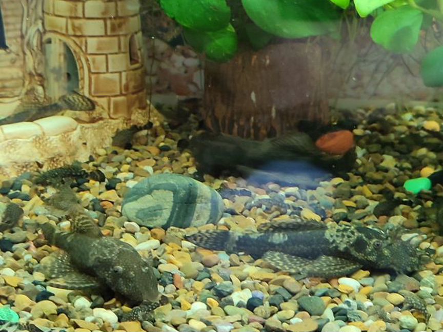 Аквариумные рыбки