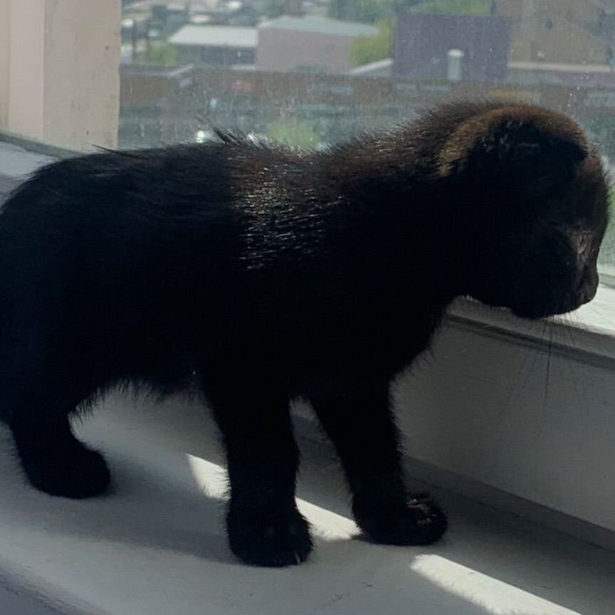 Отдам вислоухого котенка