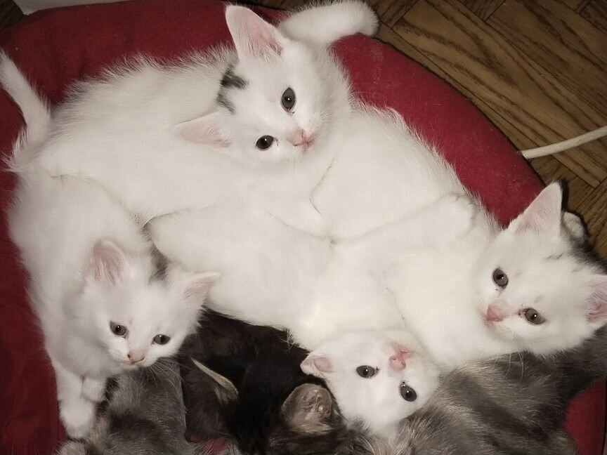 Отдам в добрые руки котят 1.5 месяца