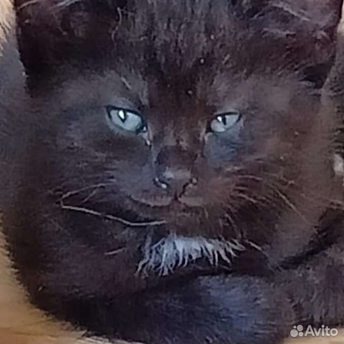 Котенок 1,5 мес. Ласковый игрун ищет дом