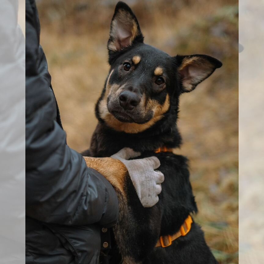 Взрослый пёс в добрые руки