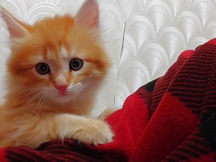 Кошечка