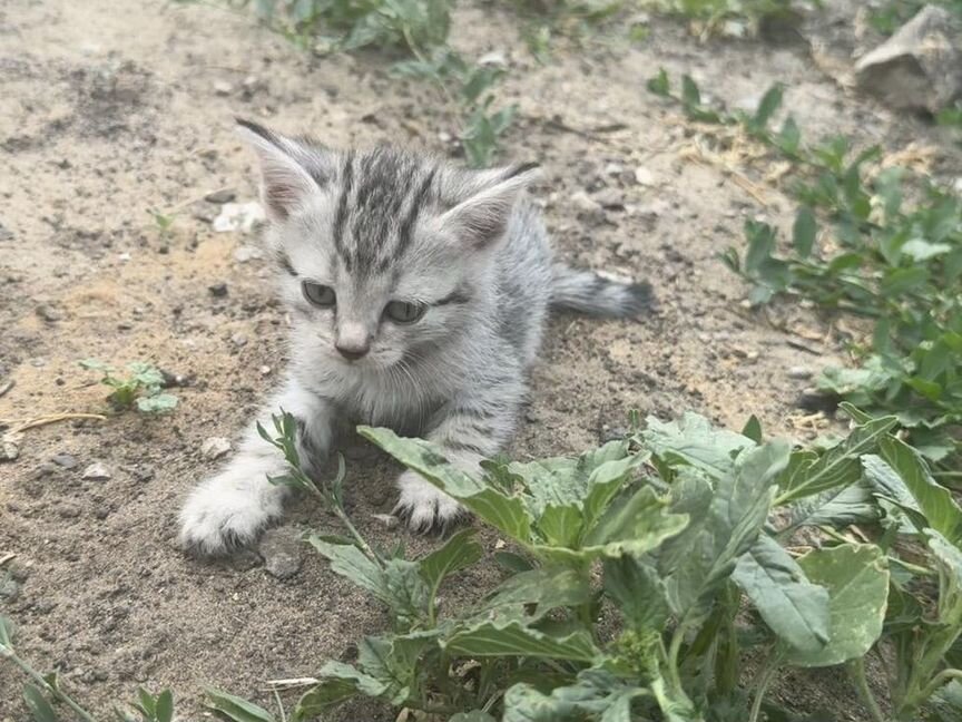 Котята отдам даром