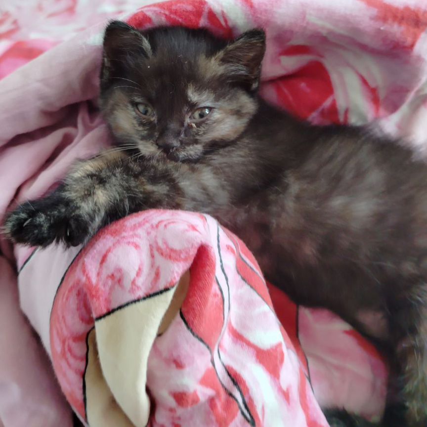 Котята