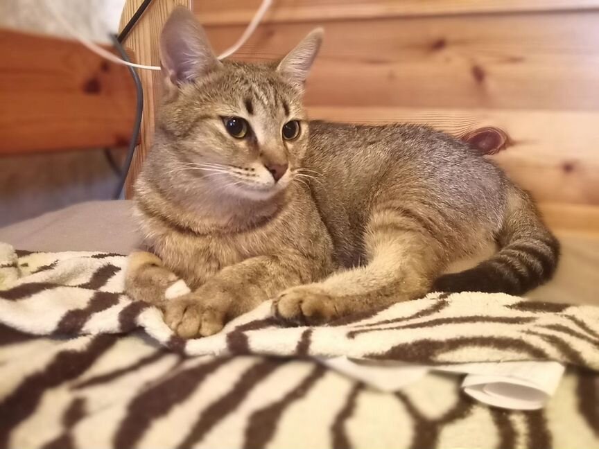 Кошка Мурка