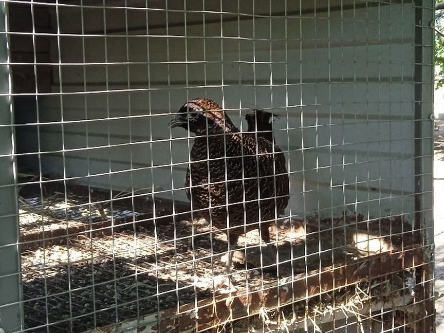 Румынские фазаны