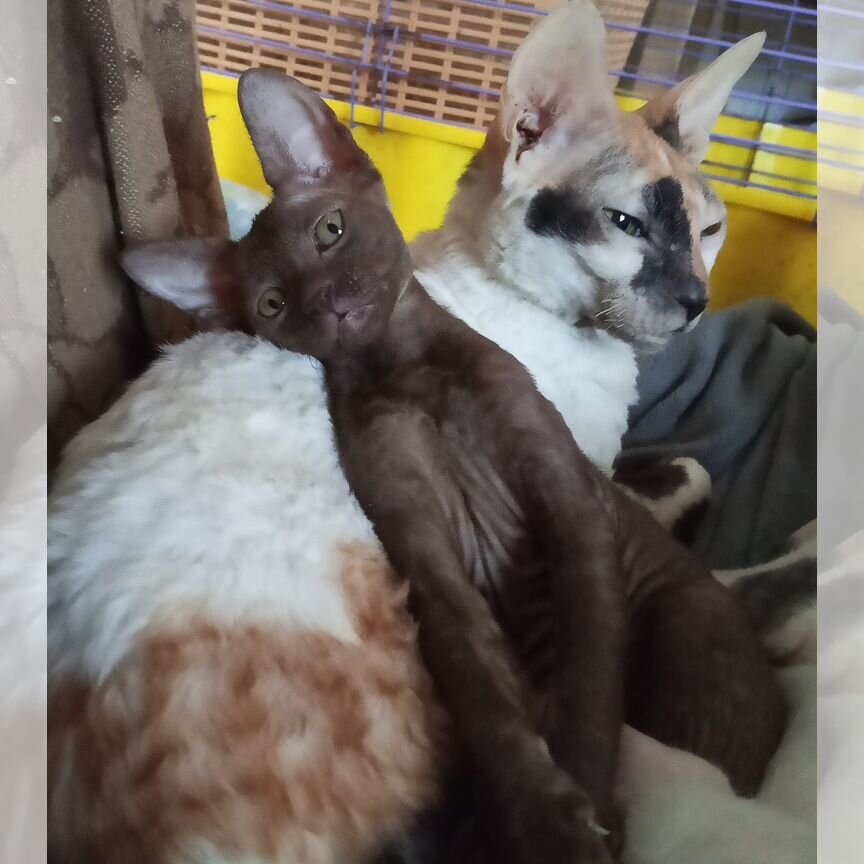Корниш-рекс котёнок
