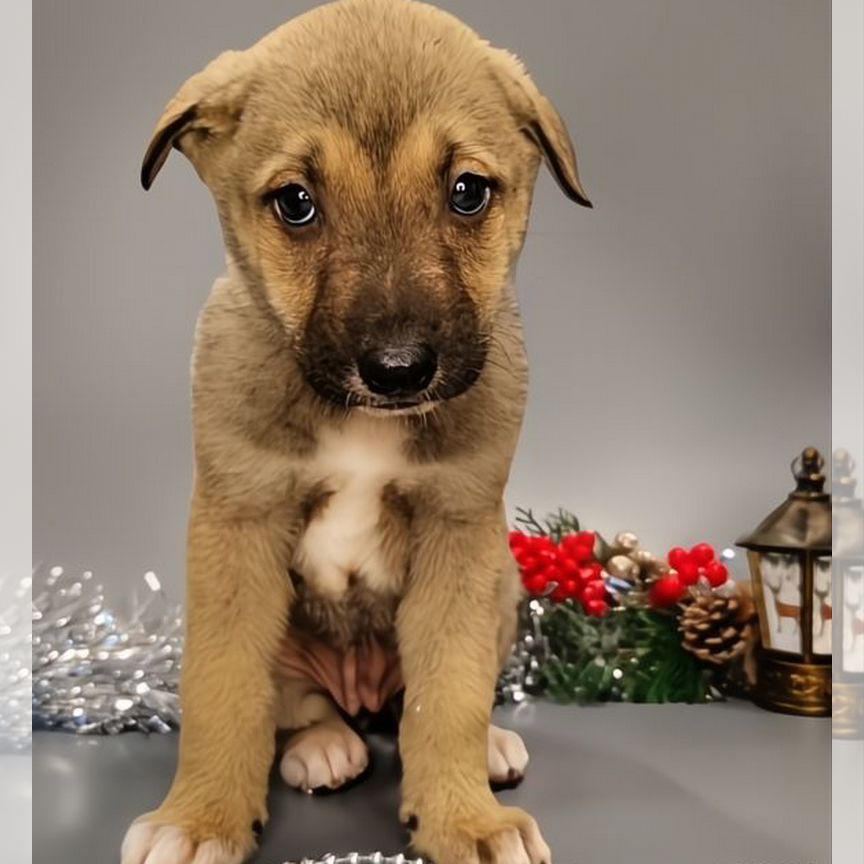 Щенок в добрые руки