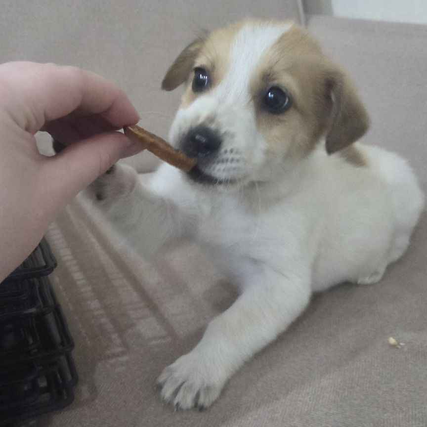 Щенок в добрые руки