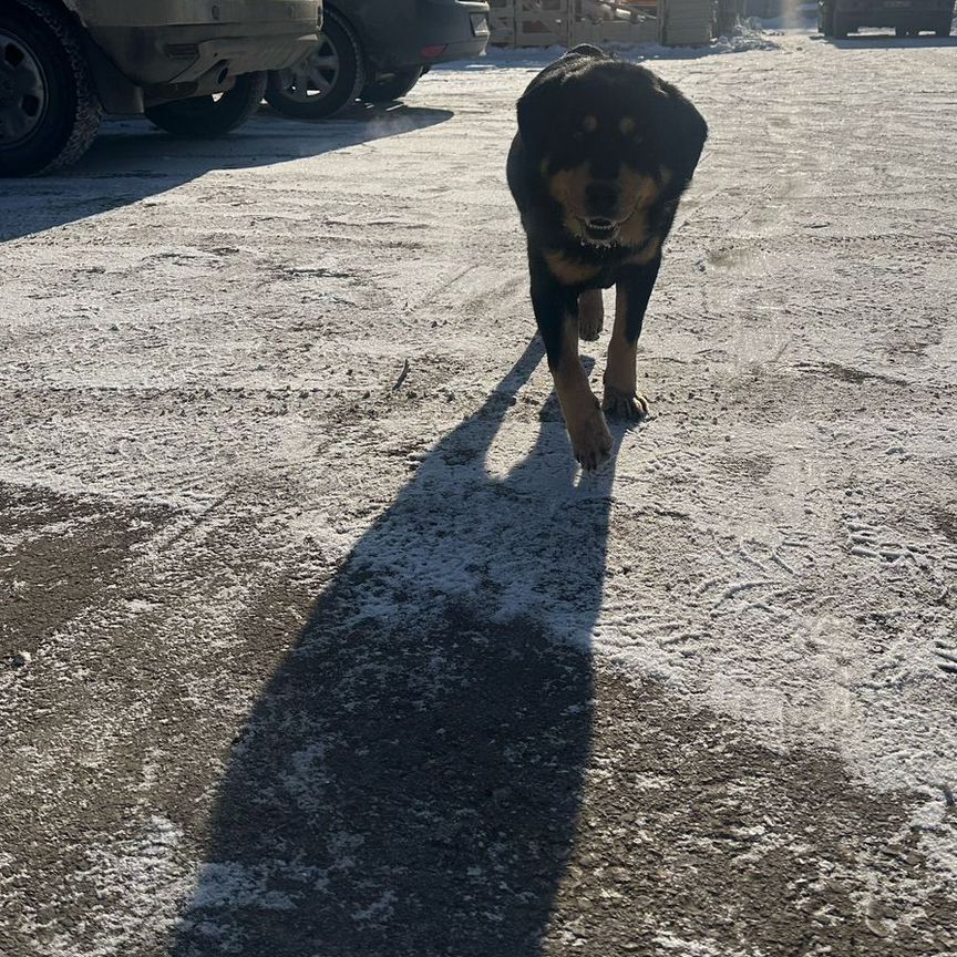 Найдена собака