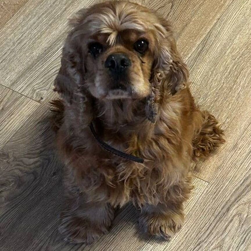 Американский кокер спаниель