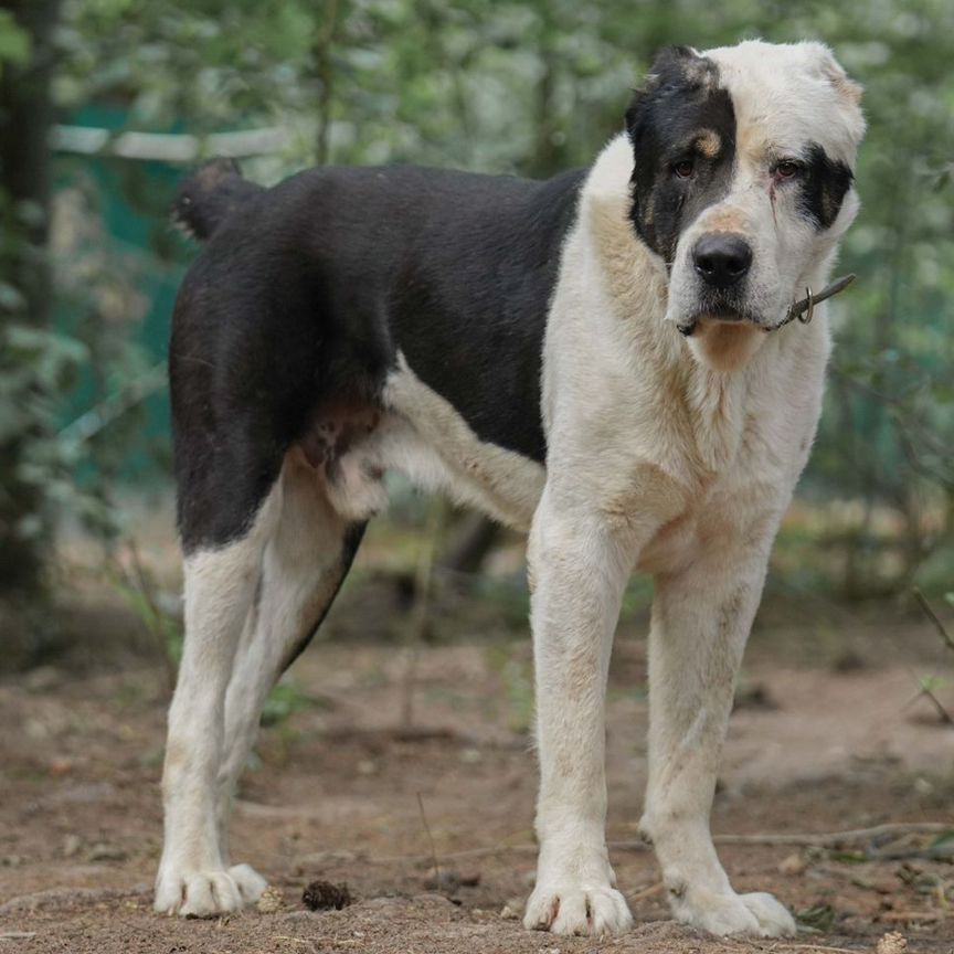 Повелитель ледяного спокойствия Гранд