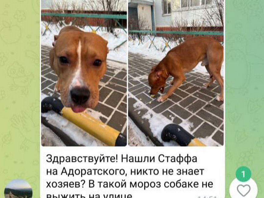 Найдена - замечена собака стаффордширский терьер