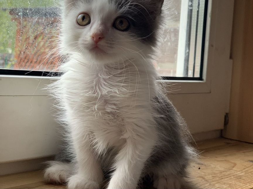 Котята