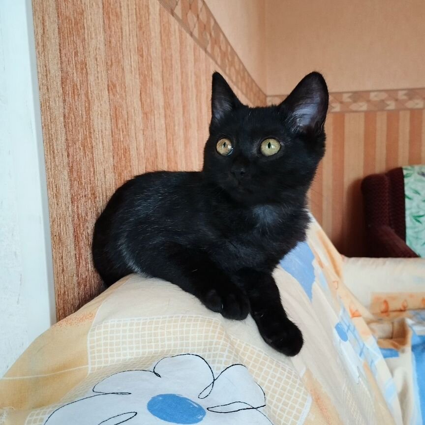 Котенок мальчик ищет дом