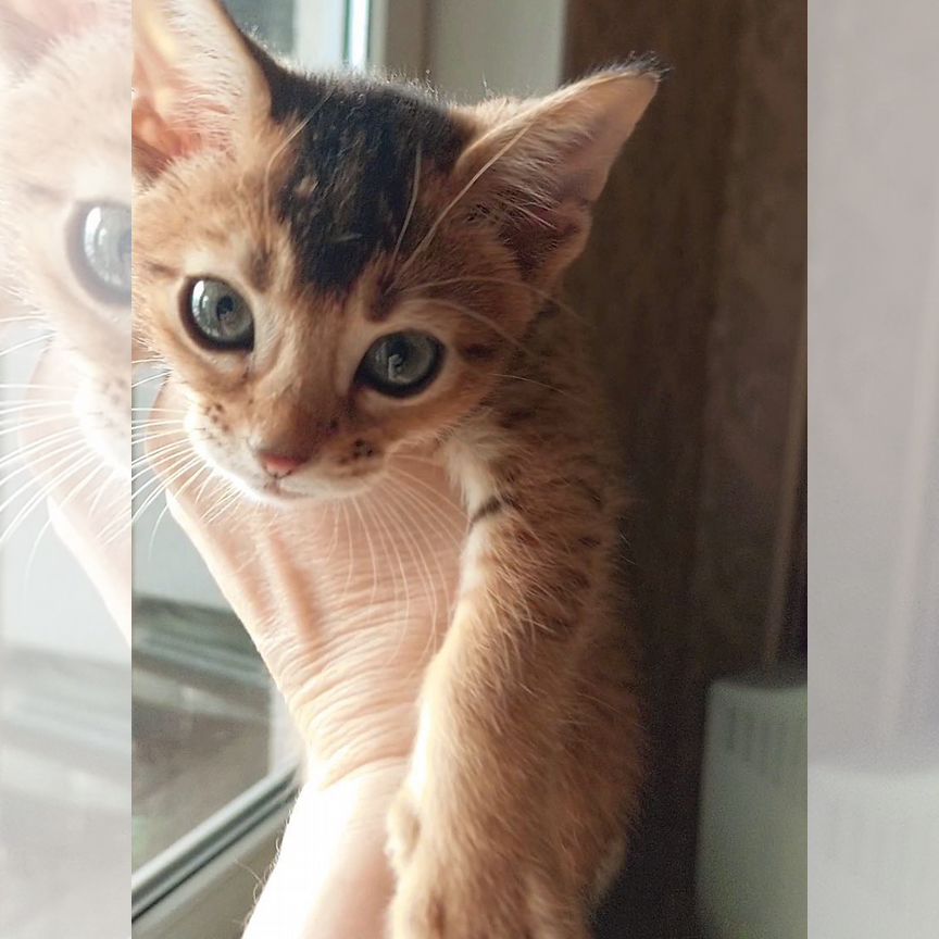 Абисинский котенок