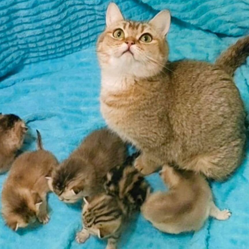 Кошка чистокровная