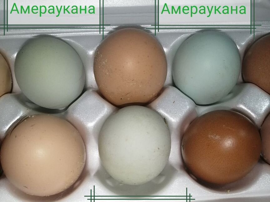 Инкубационное куриное яйцо