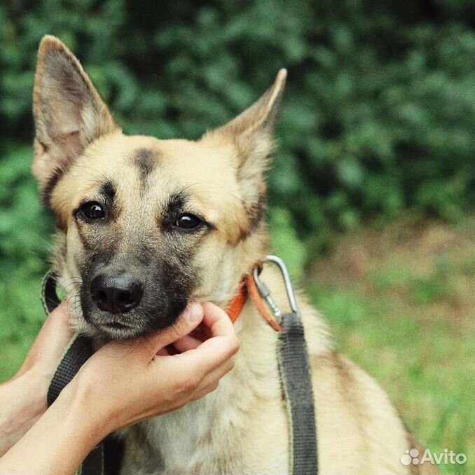 Небольшая собачка Лили ищет дом