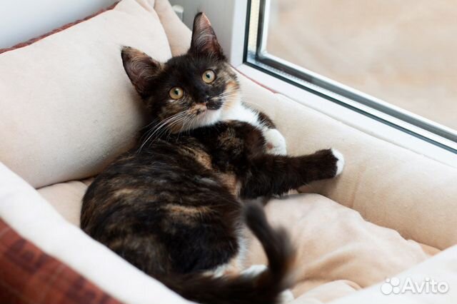 Котенок Флаффи