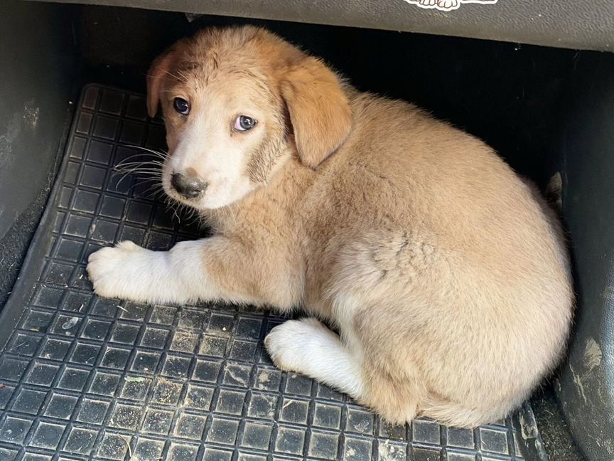 Злата - щенок милашка