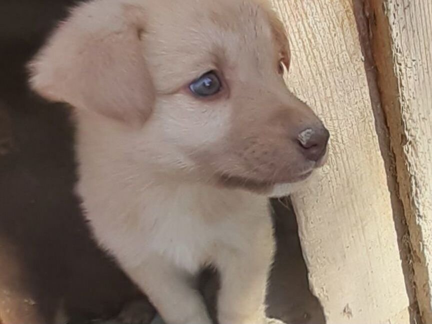 Отдам щенка в добрые руки