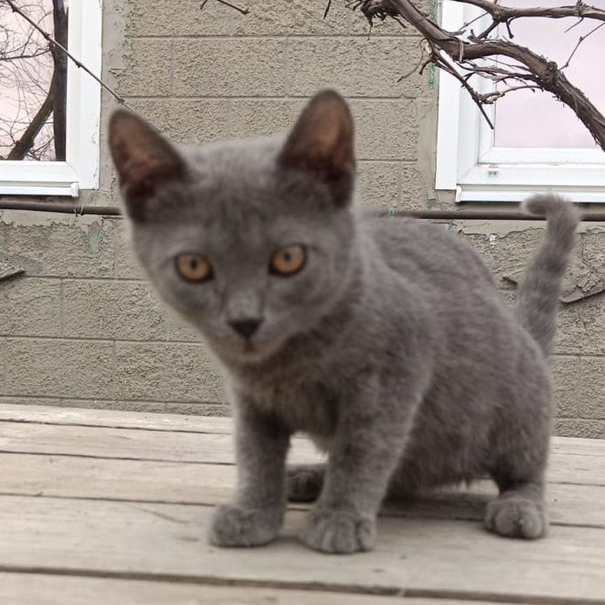 Котенок в добрые руки мальчик