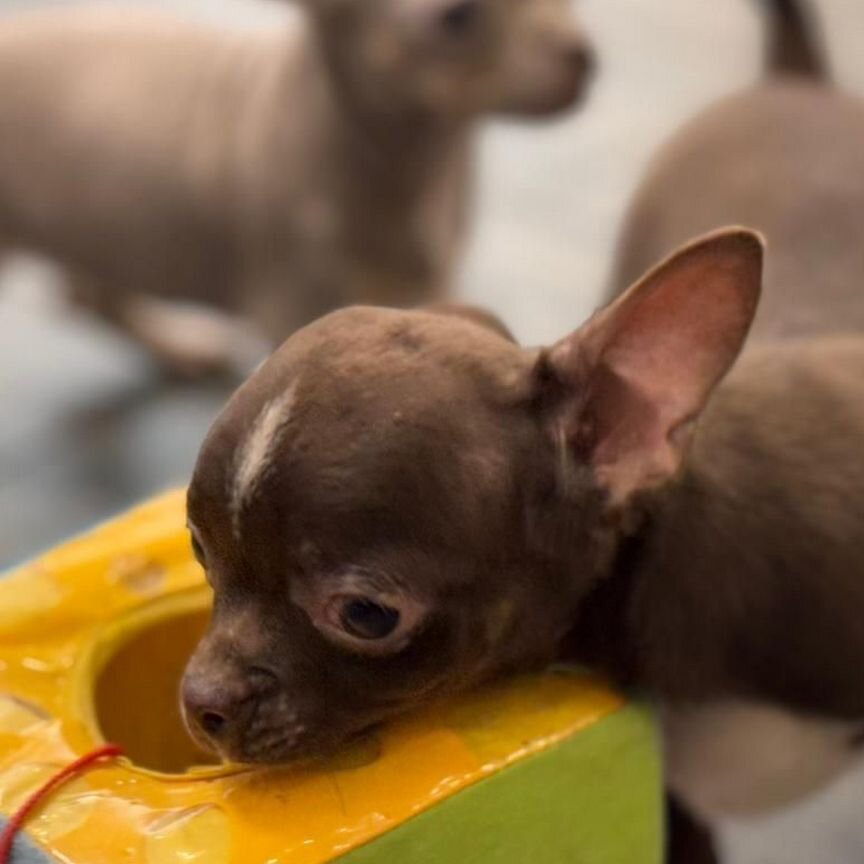 Веселый малыш чихуахуа. 3 мес