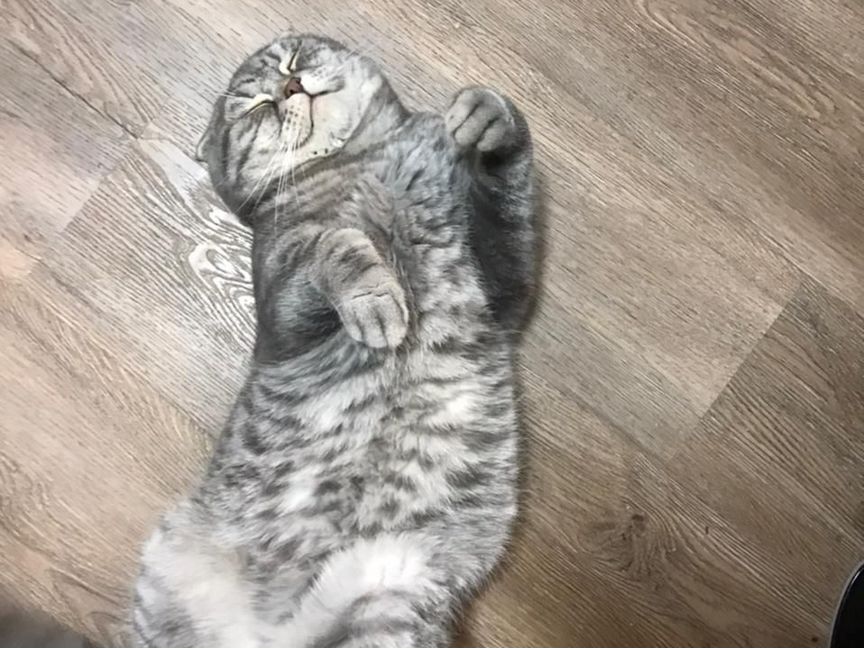 Британский кот