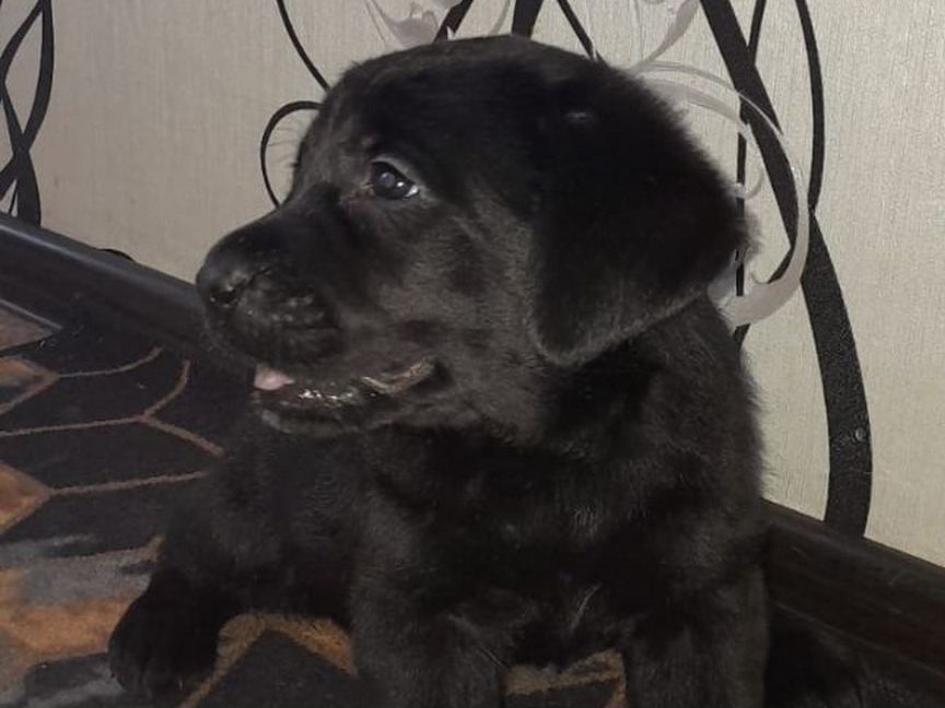 Щенки лабрадора черные