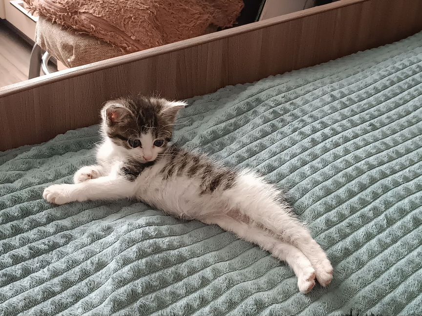 Кошка