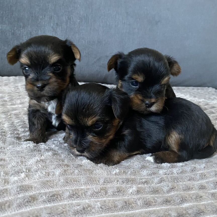 Йоркширский терьер щенки